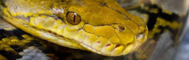 Reticulated Python Snake Facts And Information
