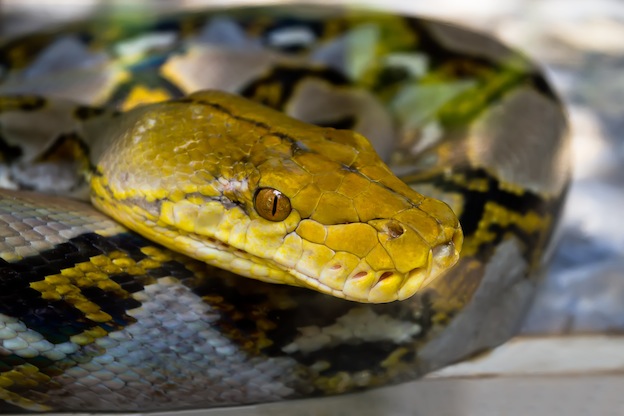 Reticulated Python Snake Facts And Information